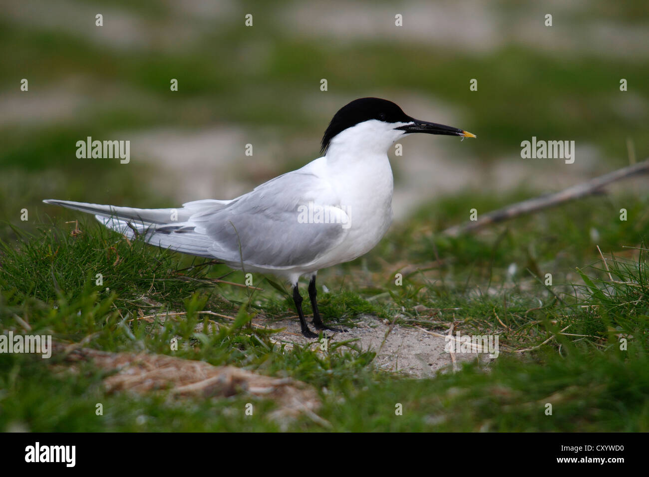Sandwich tern (Sterna sandvicensis) standing in a meadow, Neuwerk ...