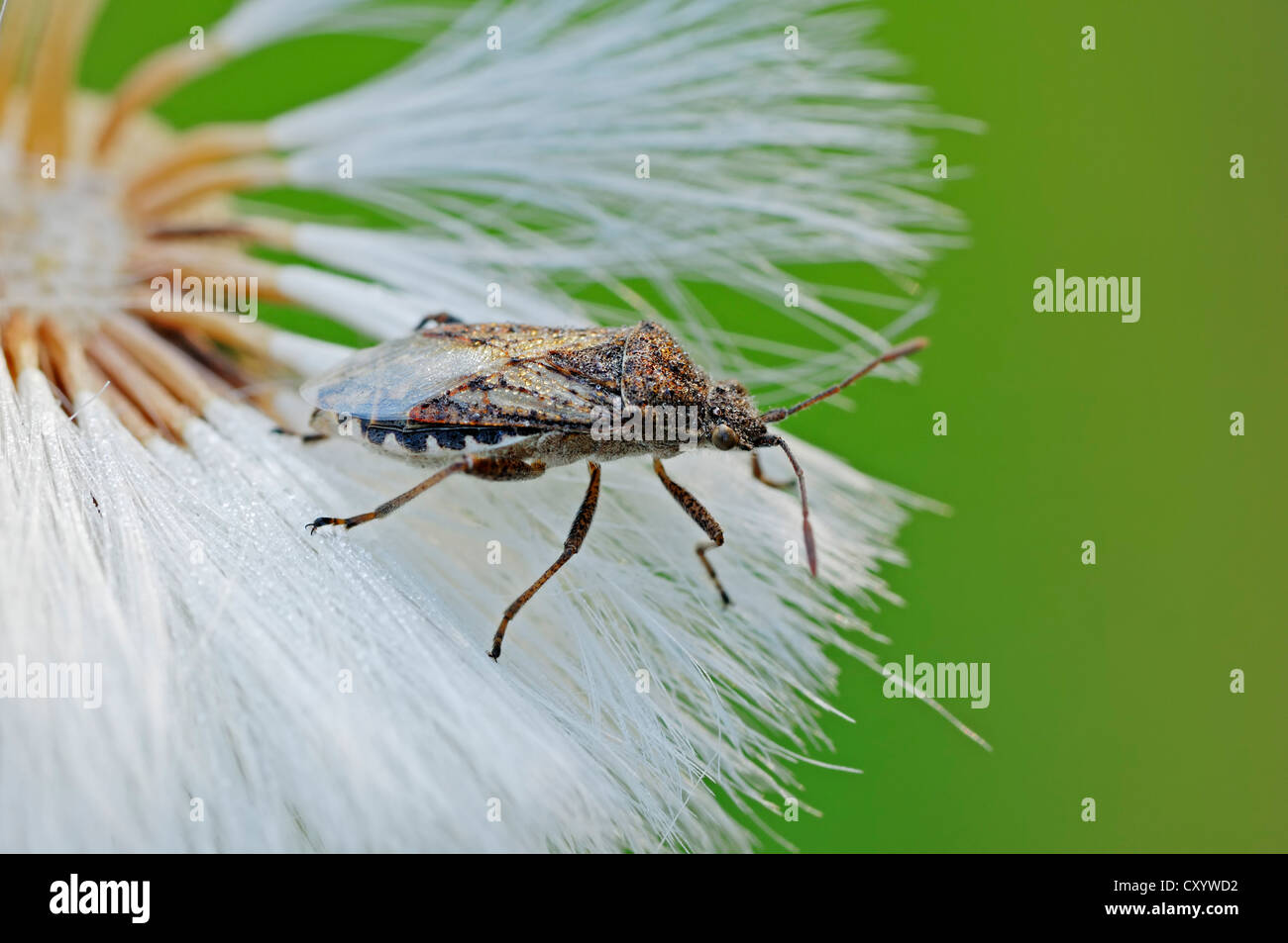 Scentless Plant Bug (Stictopleurus punctatonervosus) on seed head of ...