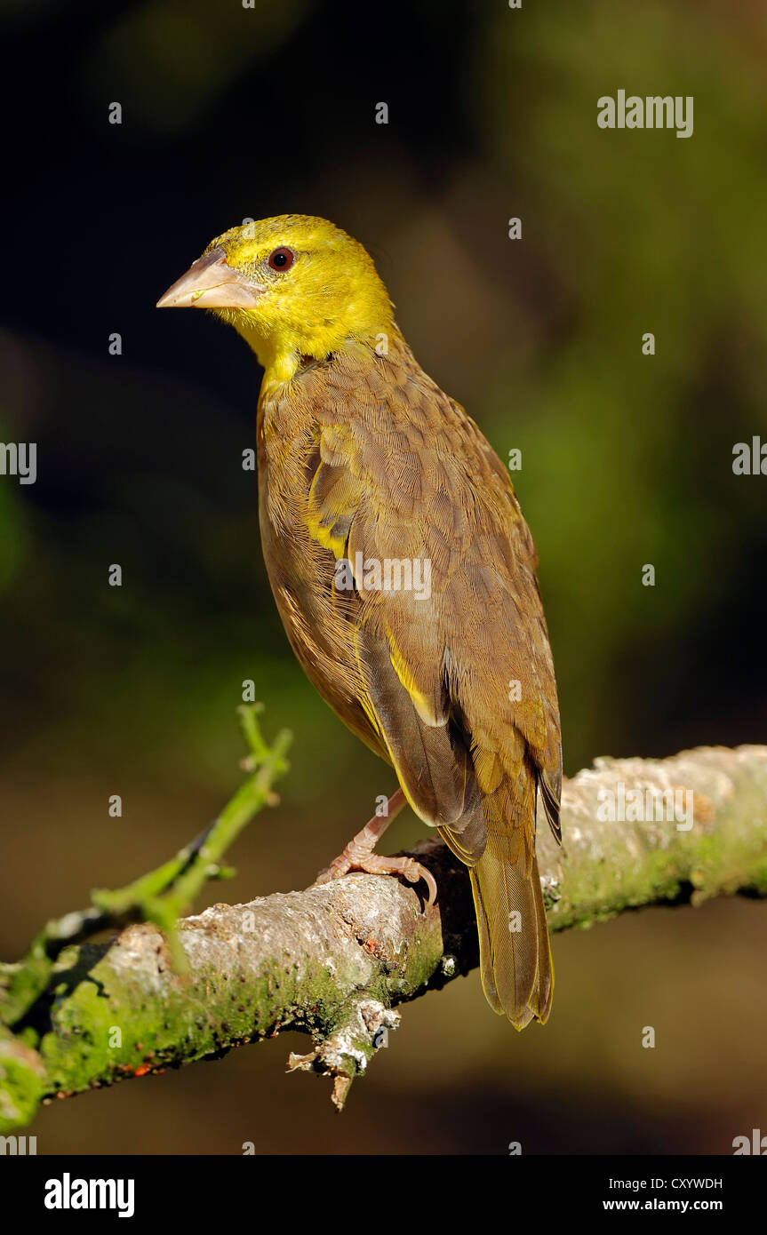 Village Weaver (Ploceus cucullatus syn. Textor cucullatus), female ...