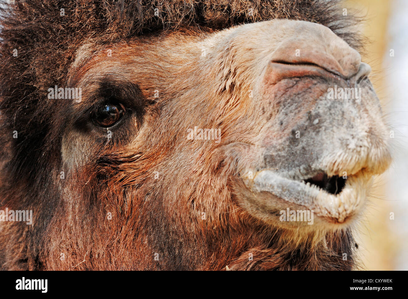 Bactrian camel (Camelus ferus bactrianus syn. Camelus bactrianus ...