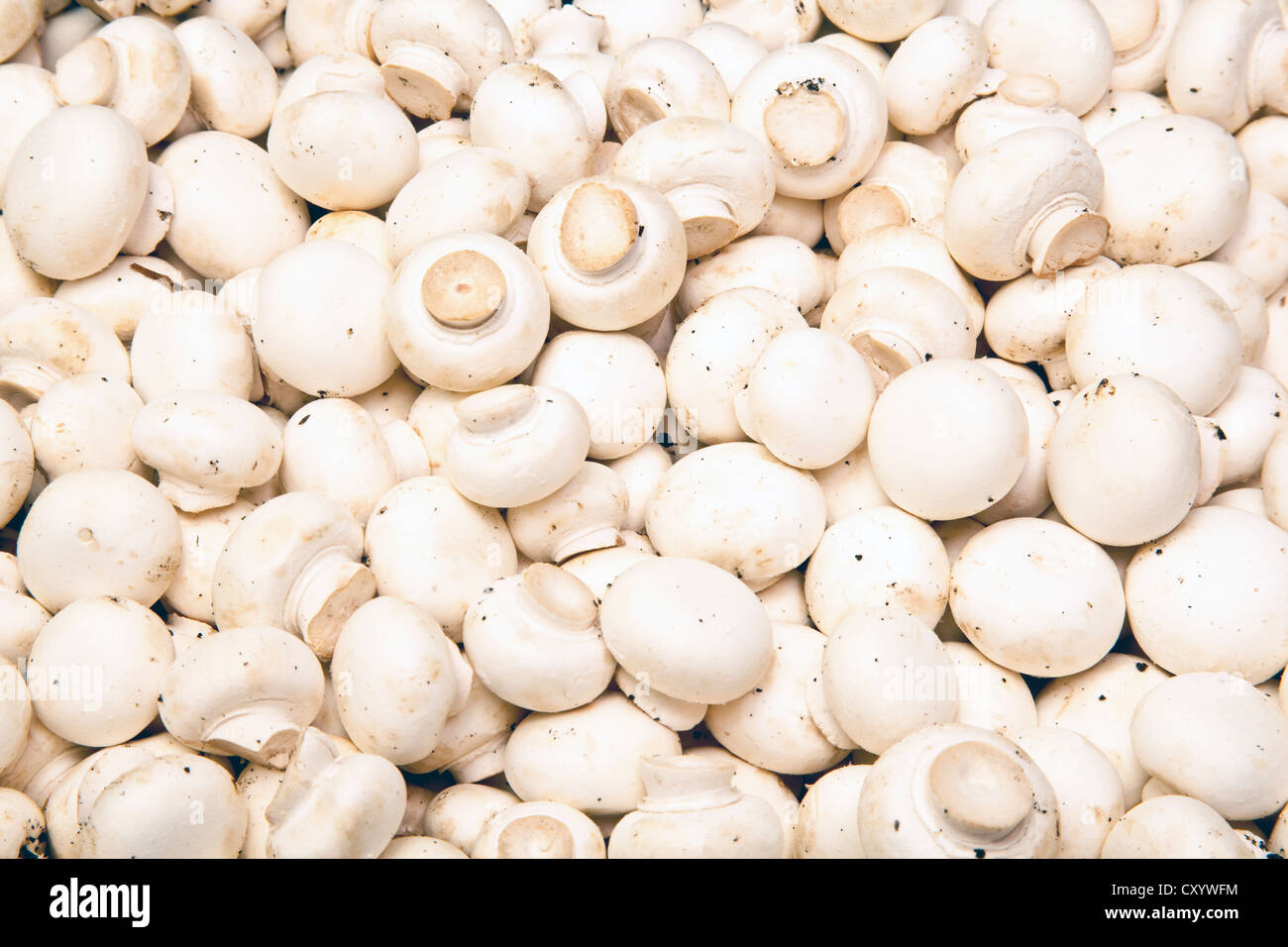 Fresh button mushrooms hi-res stock photography and images - Alamy