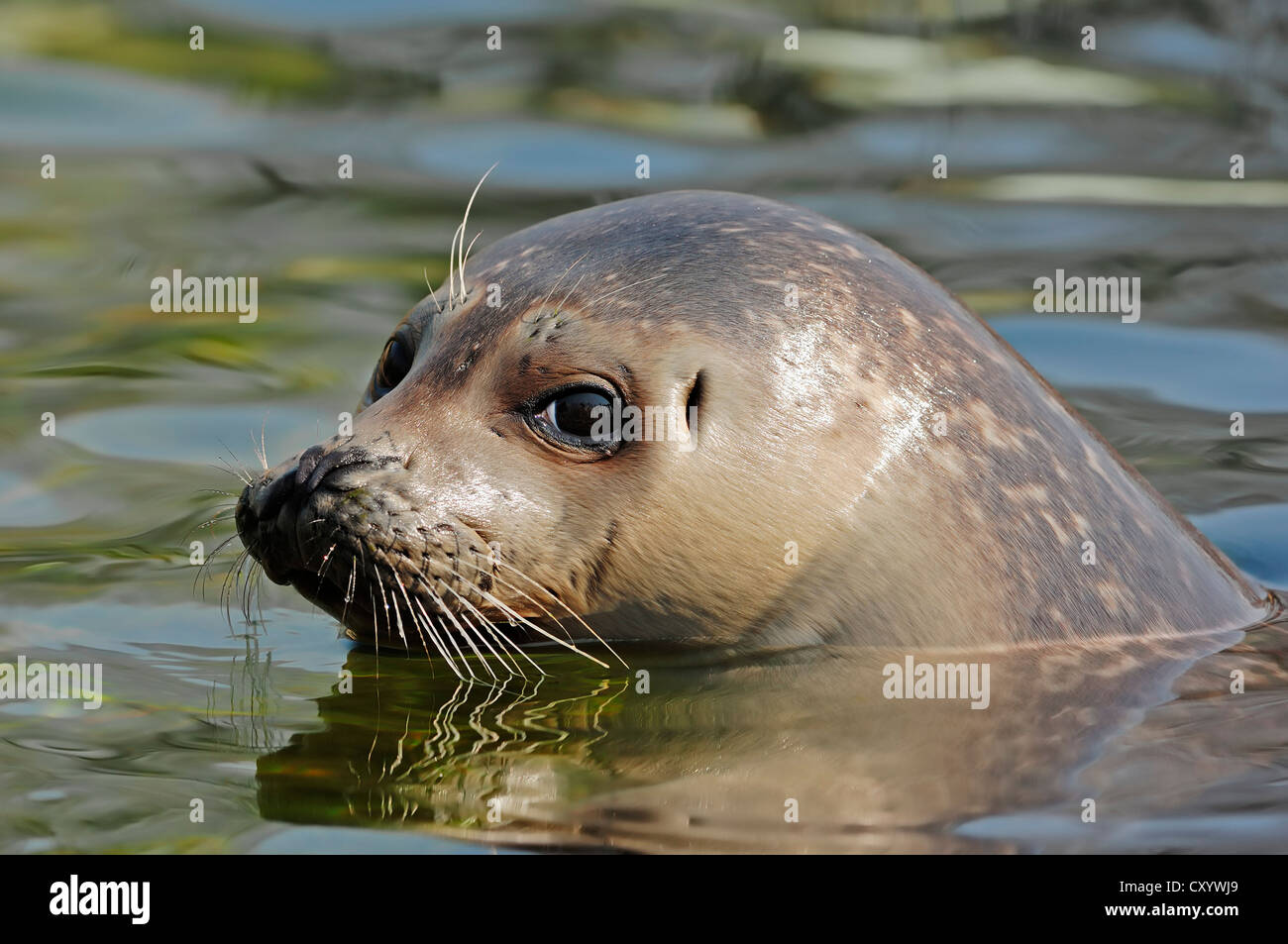 Harbor seal pup hi-res stock photography and images - Alamy