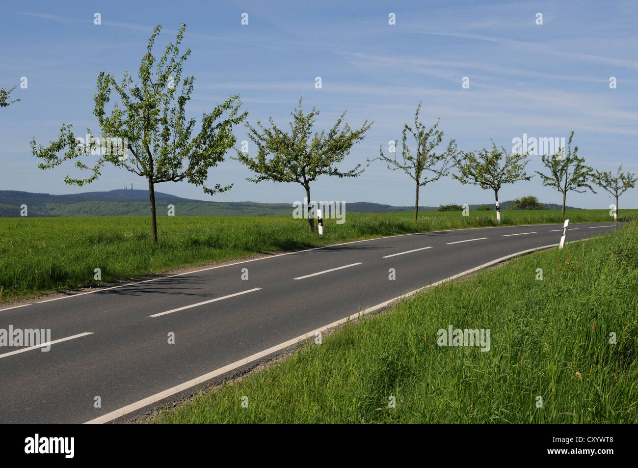 Tree-lined country road in Taunus, Hesse Stock Photo - Alamy