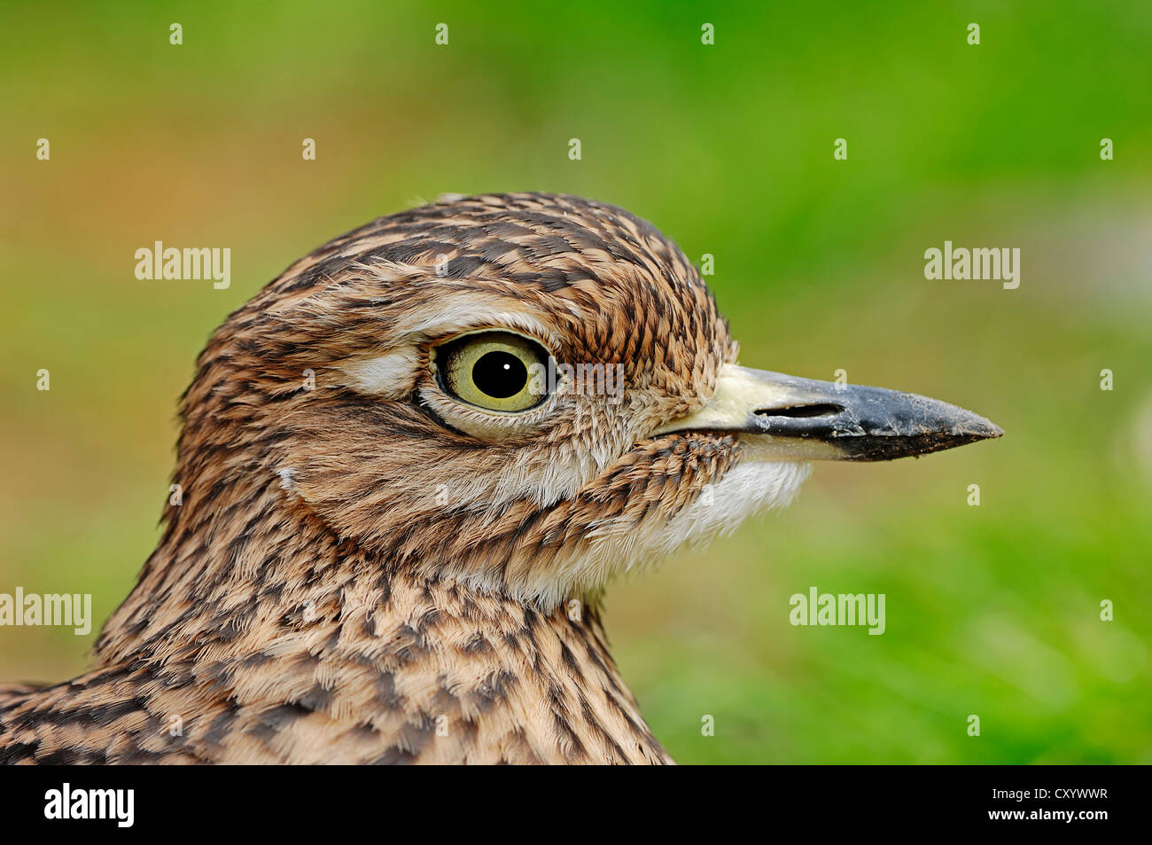 Burhinus capensis hi-res stock photography and images - Alamy