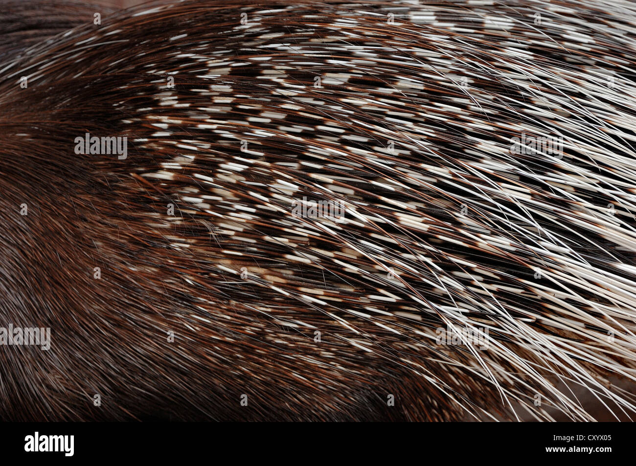Indian crested porcupine (Hystrix indica, Hystrix leucura), detailed ...