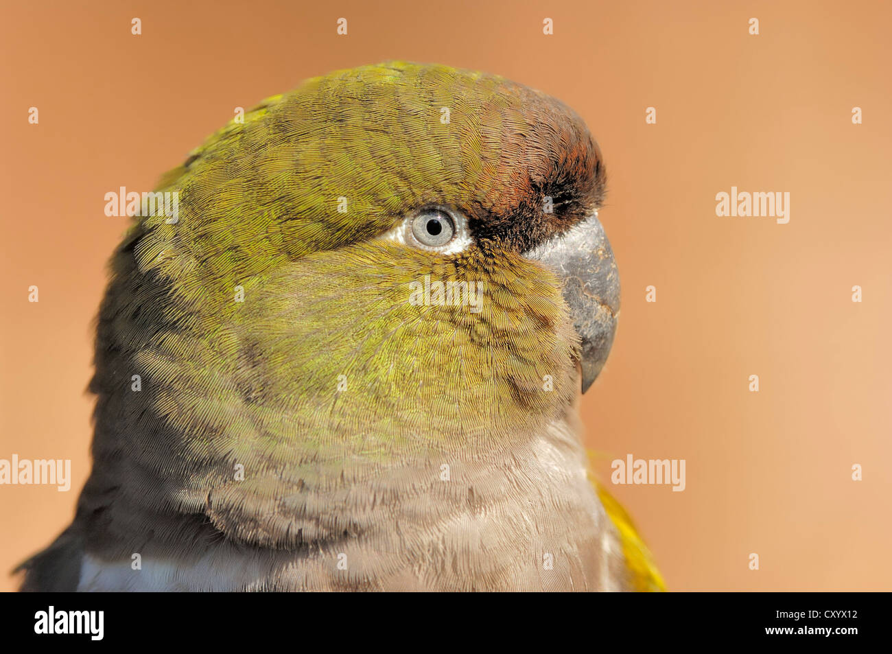 Cyanoliseus patagonus hi-res stock photography and images - Alamy