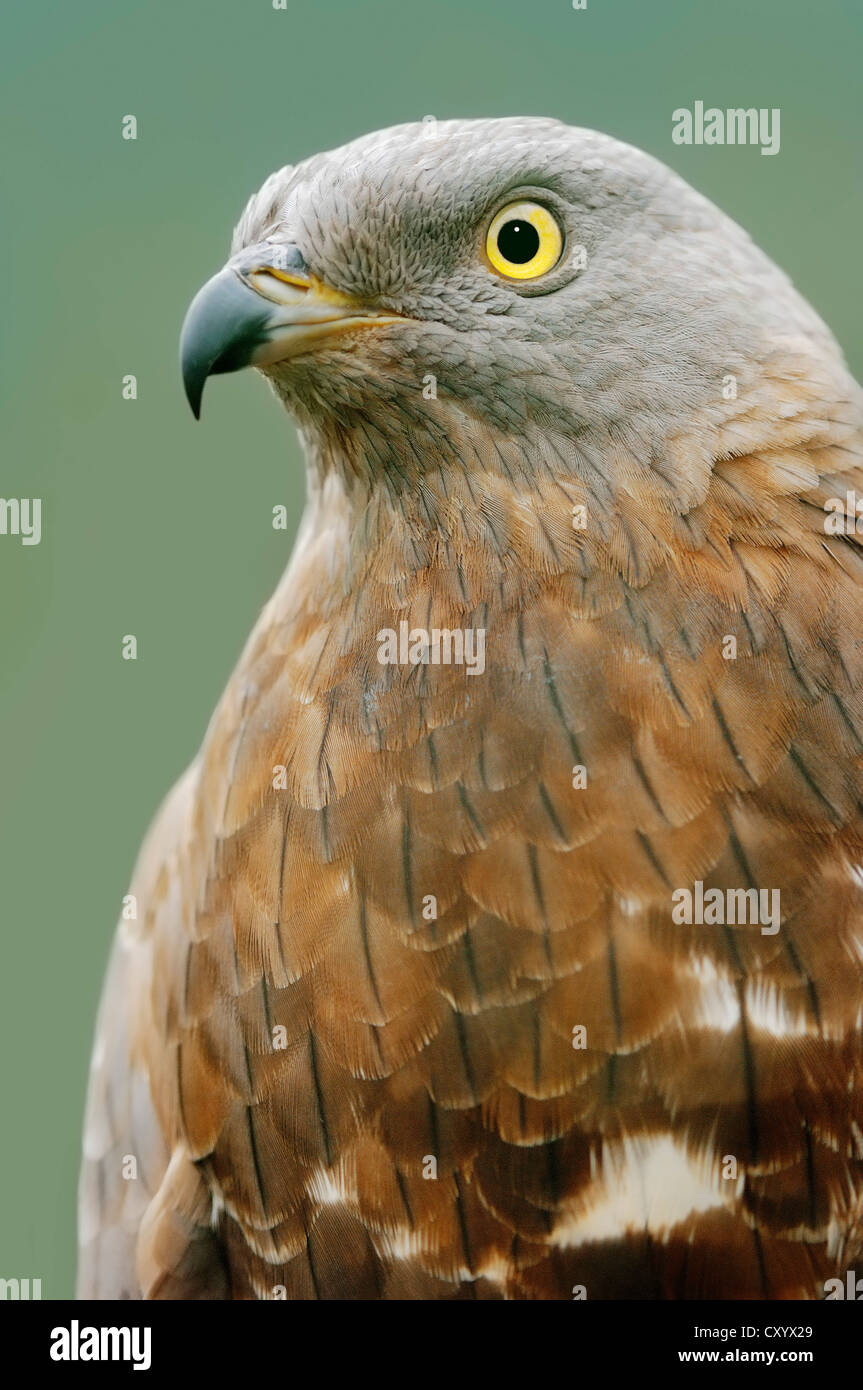 European honey buzzard (Pernis apivorus), portrait, North Rhine ...