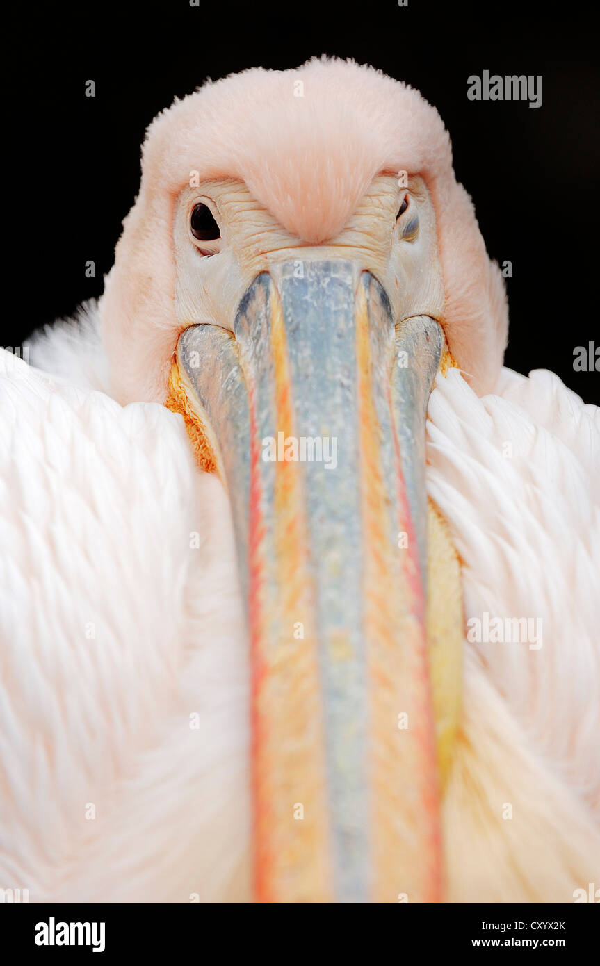 Great white pelican (Pelecanus onocrotalus), portrait, native to ...