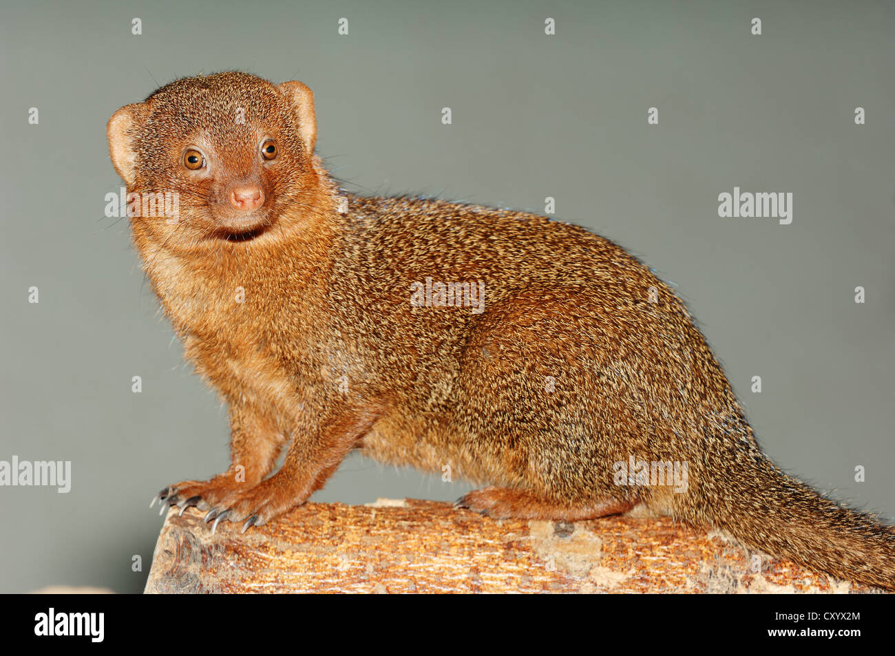Common dwarf mongoose (Helogale parvula), native to Africa, captive ...