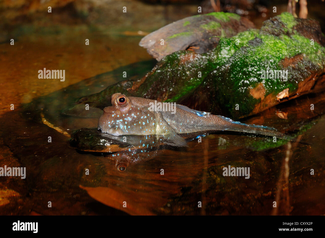 Mudskipper Fish Tank