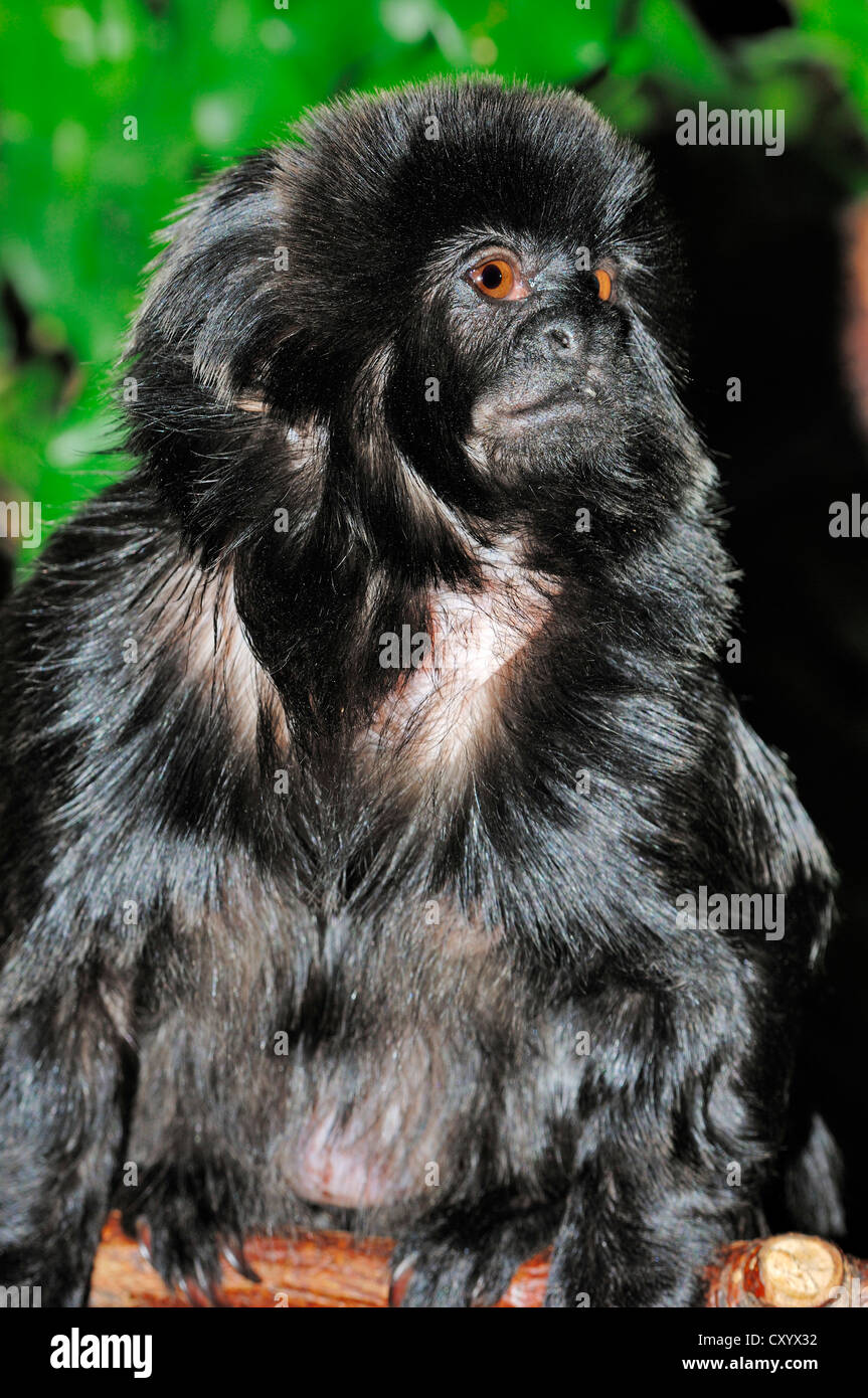 Goeldi's marmoset (Callimico goeldii), native to South America, captive ...