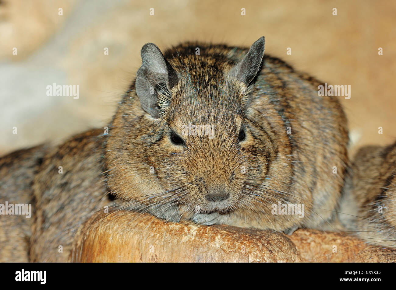 Native north of chile hi-res stock photography and images - Alamy