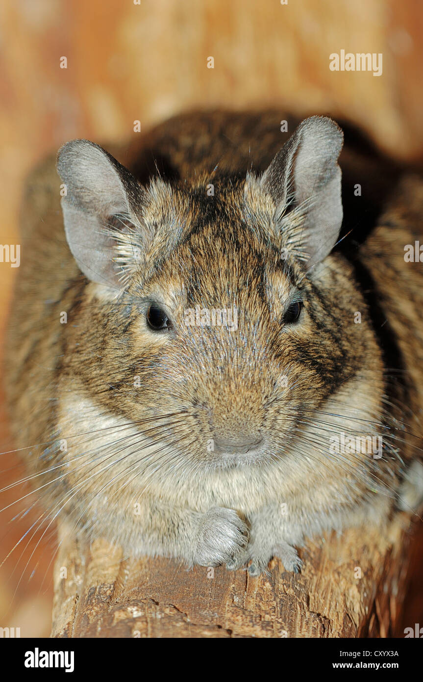 Degu (Octodon degus), native to Chile, captive, North Rhine-Westphalia ...
