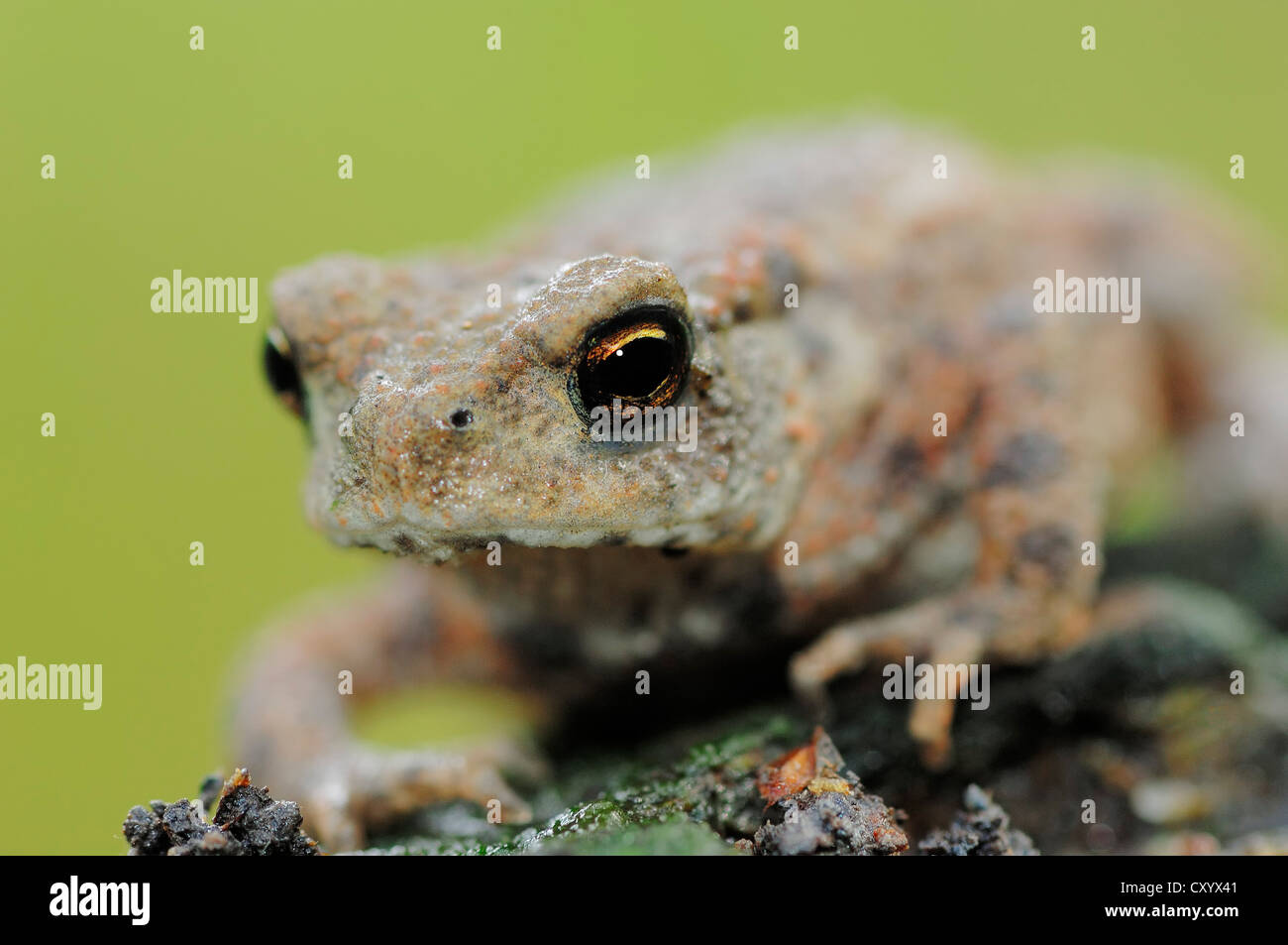 Young toads hi-res stock photography and images - Alamy