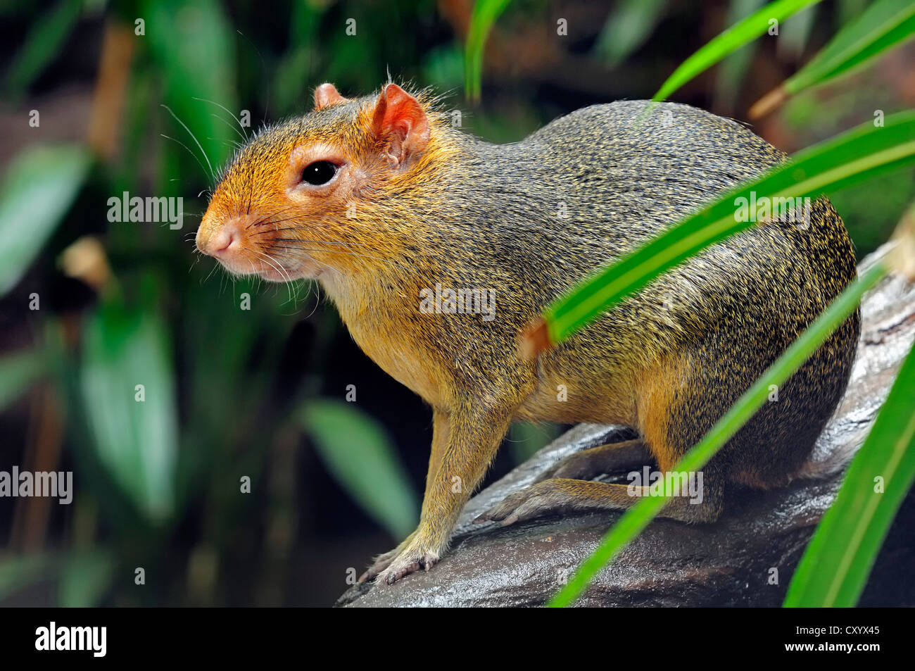 Green acouchi or green acouchy myoprocta pratti hi-res stock ...