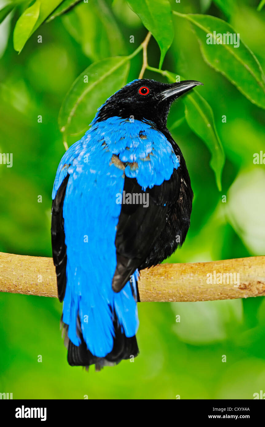 Songbirds of asia hi-res stock photography and images - Alamy