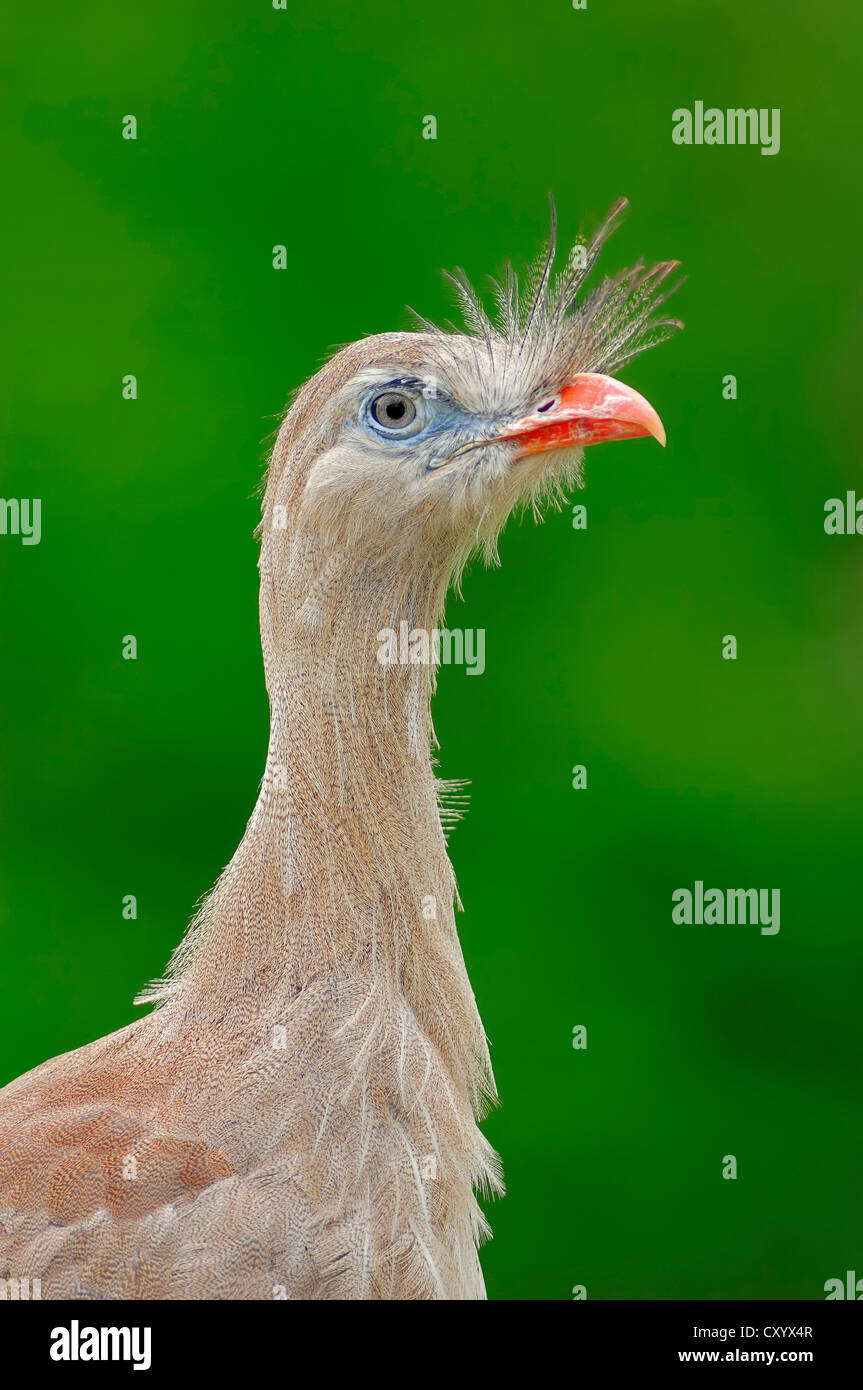 Red legged seriema cariama cristata hi-res stock photography and images ...