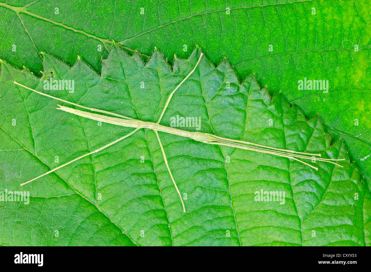 Sipylus hi-res stock photography and images - Alamy