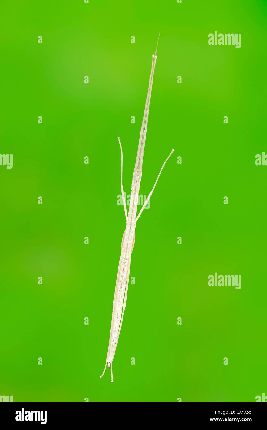 Ghost locusts hi-res stock photography and images - Alamy