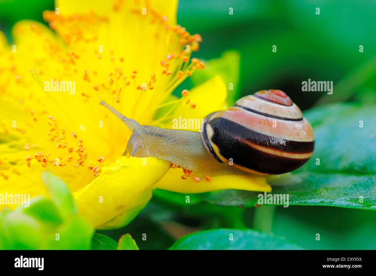 Grove snail, brown-lipped snail (Cepaea nemoralis), North Rhine ...