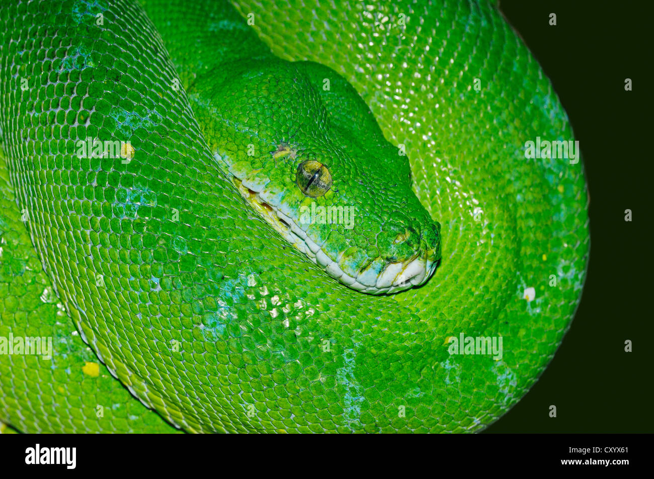 Which are found in new guinea hi-res stock photography and images - Alamy