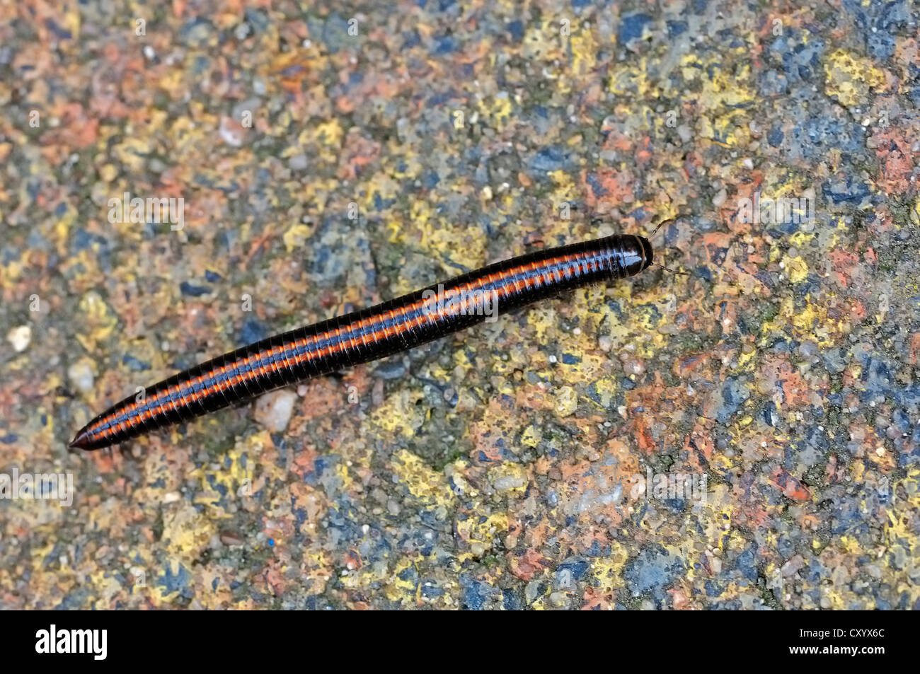 Millepedes (Megaphyllum projectum), female, North Rhine-Westphalia ...