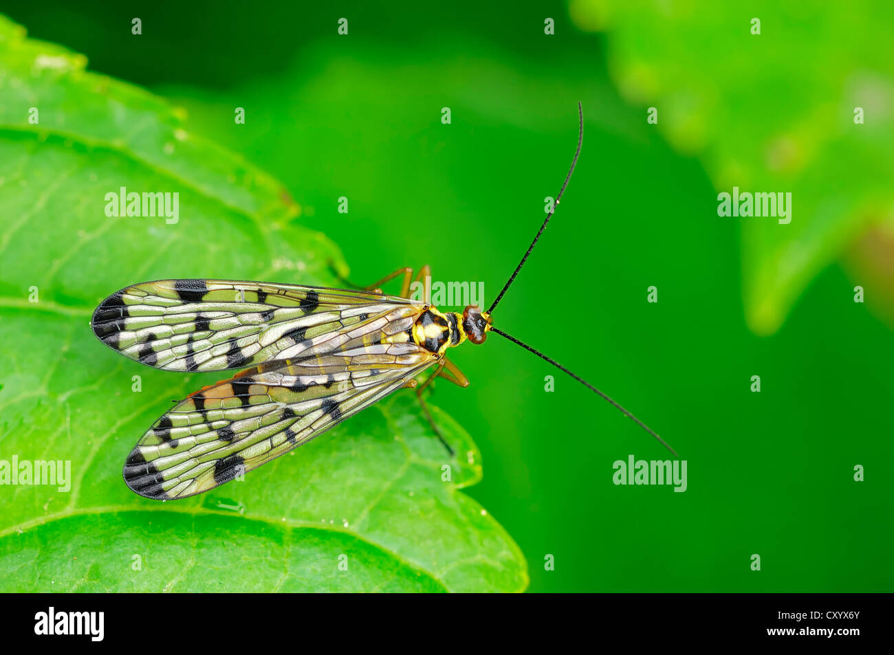 Common scorpionfly (Panorpa communis), female, North Rhine-Westphalia ...