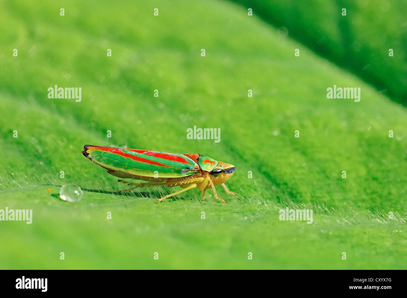 Rhododendron leafhopper (Graphocephala fennahi, Graphocephala coccinea ...