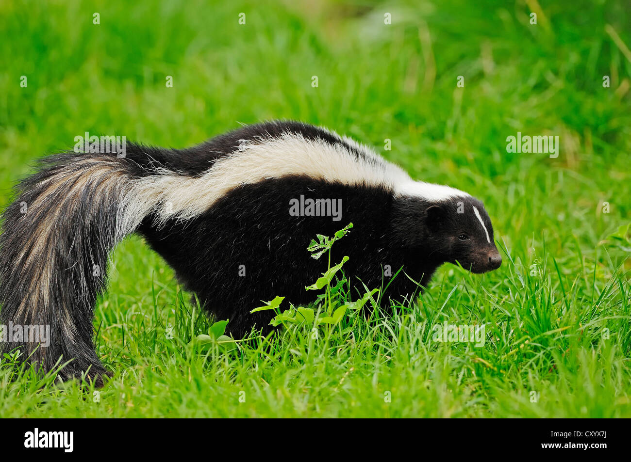 Photo of skunks hi-res stock photography and images - Alamy