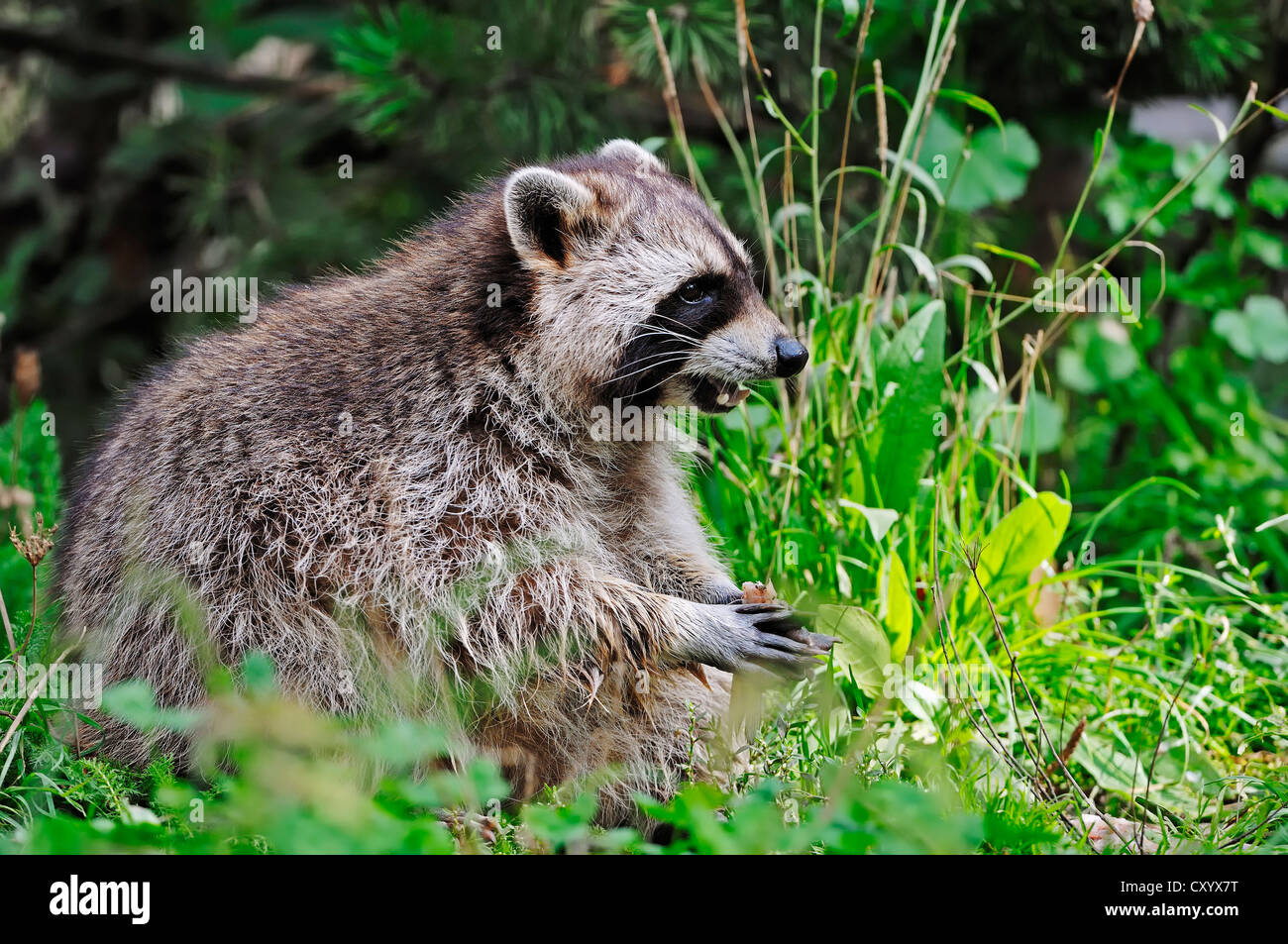 Raccoons eating hi-res stock photography and images - Alamy