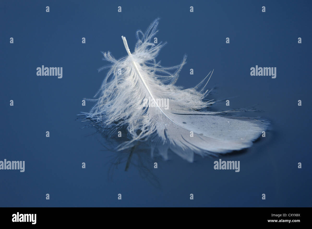 Feather on water anser indicus hi-res stock photography and images - Alamy
