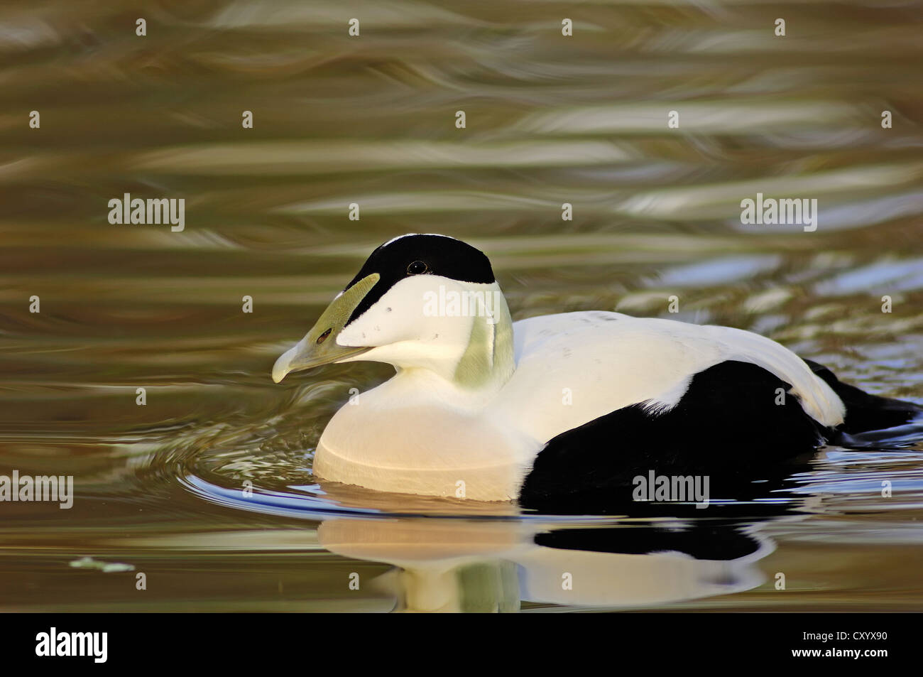 Common Eider (Somateria mollissima), drake, Schleswig-Holstein Stock ...