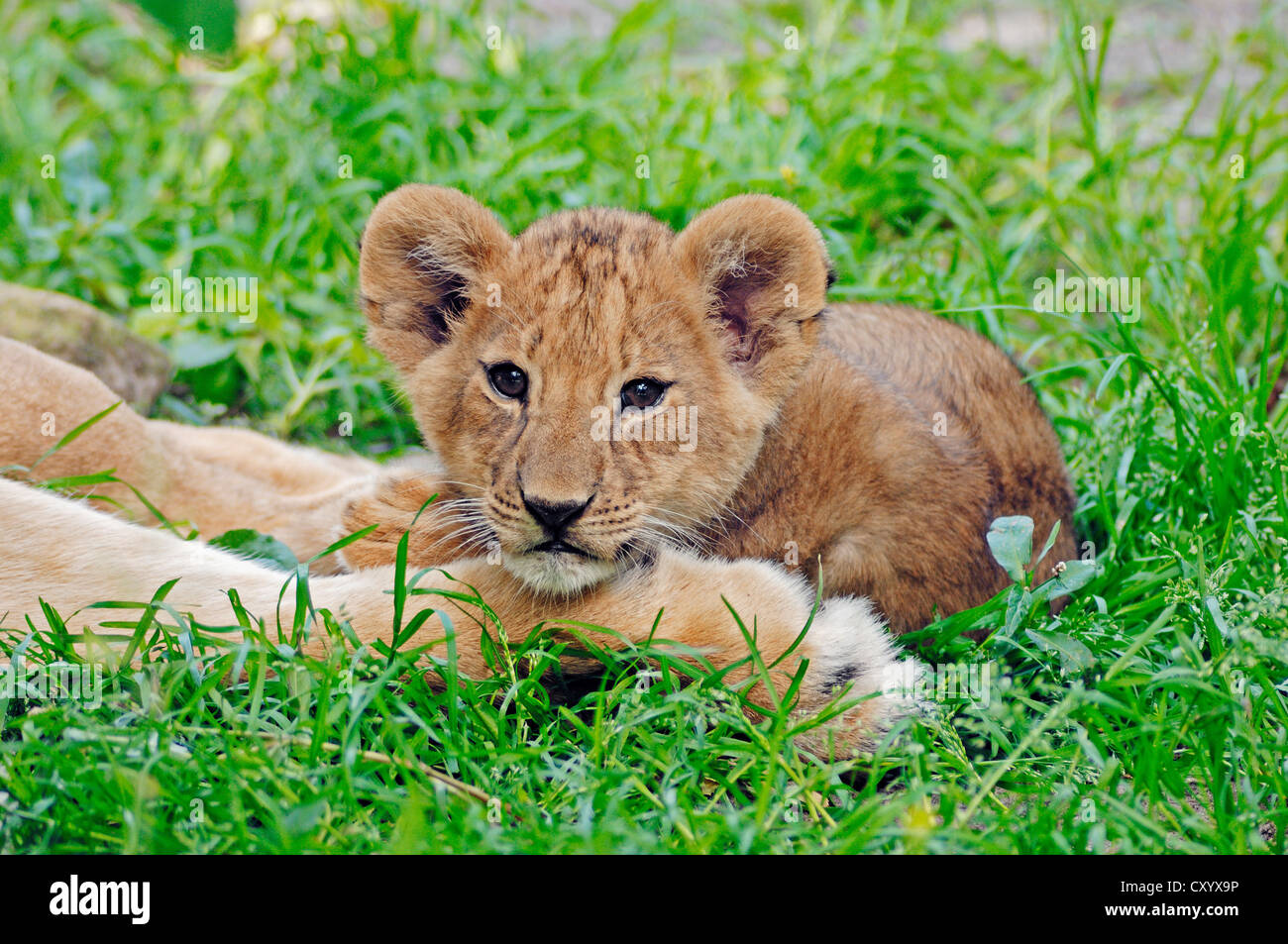 Lion (Panthera leo), cub, African species, captive, The Netherlands ...