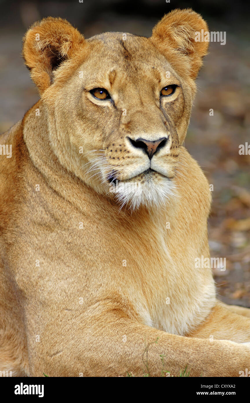 Lion (Panthera leo), female, African species, captive, The Netherlands ...
