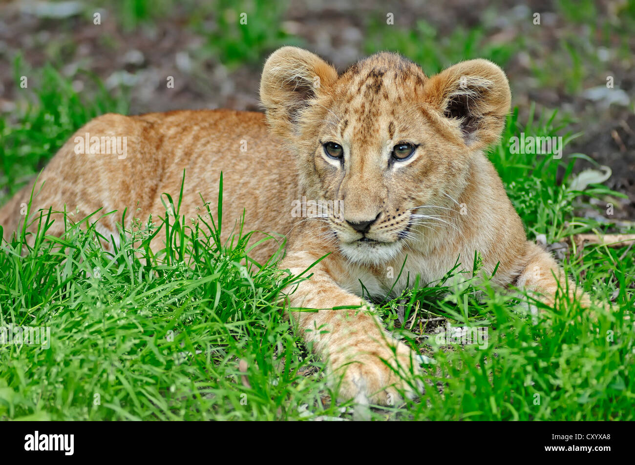 Lion (Panthera leo), cub, African species, captive, The Netherlands ...