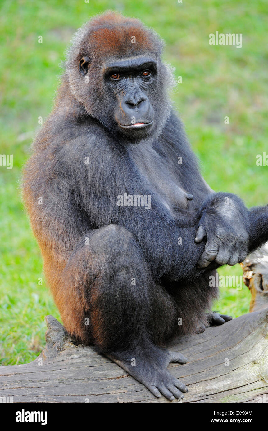 Western Lowland Gorilla (Gorilla gorilla gorilla), female, African ...