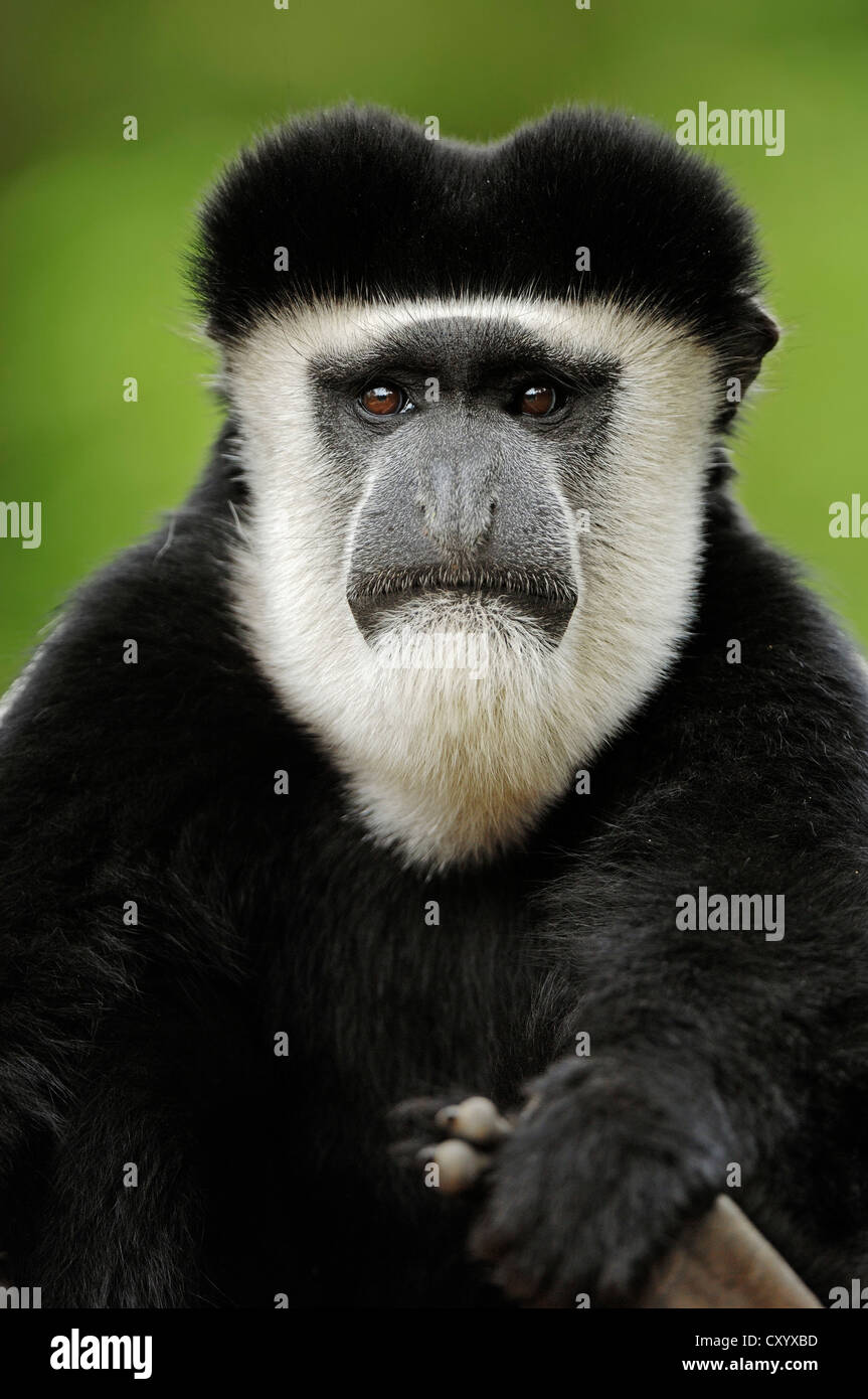 Guereza, Mantled guereza or Black and White Colobus Monkey (Colobus ...