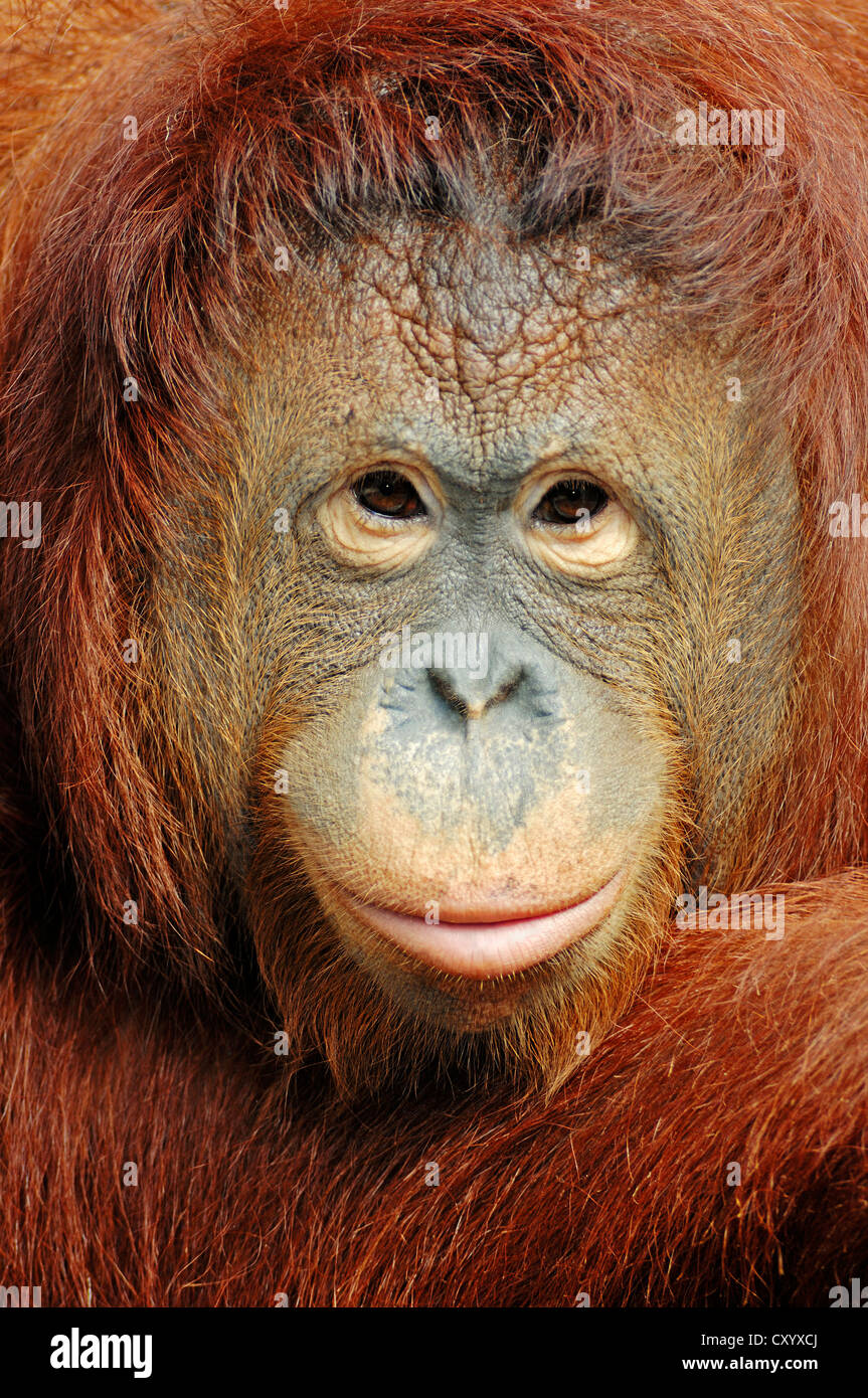 Bornean Orangutan (Pongo pygmaeus), female, portrait, species of Borneo ...
