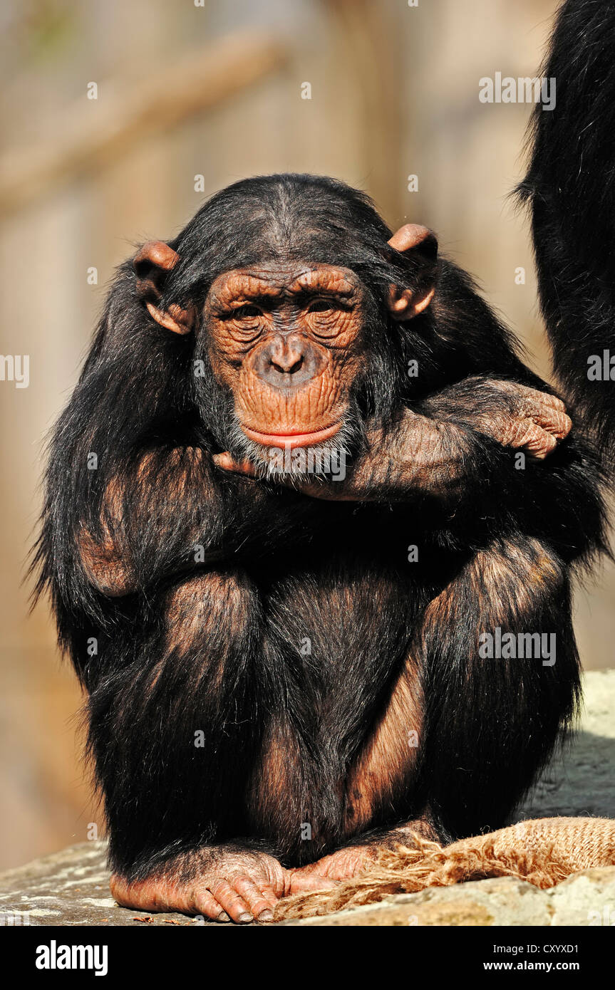 Juvenile chimpanzee hi-res stock photography and images - Alamy