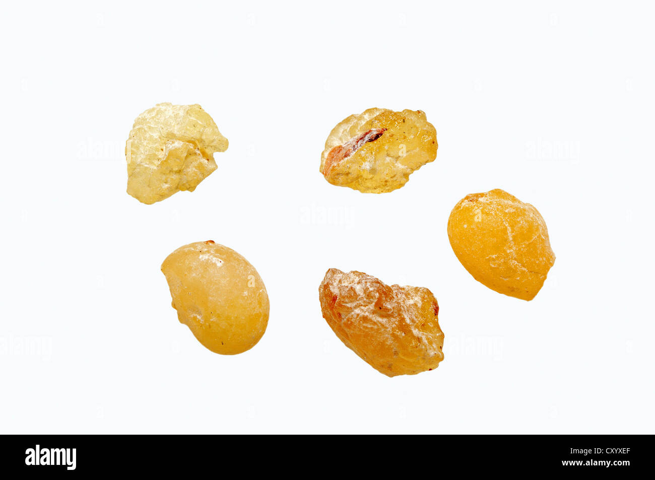 Frankincense boswellia sacra hi-res stock photography and images - Alamy