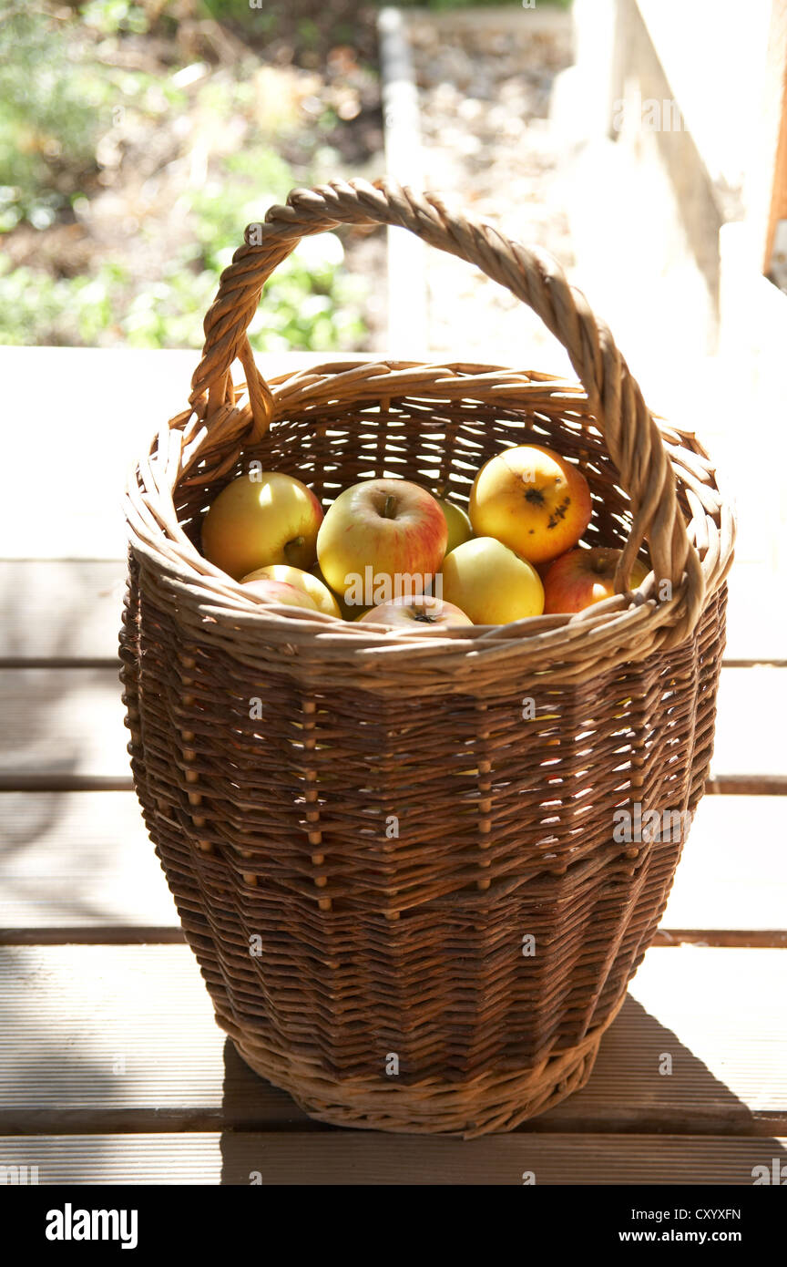 A basket full of apples Stock Photo - Alamy