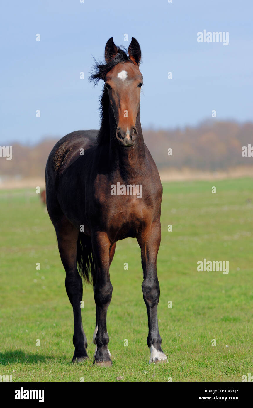 Rhinelander hi-res stock photography and images - Alamy