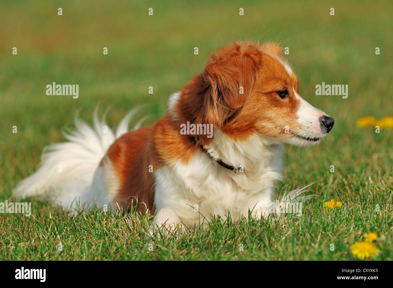 Smooth haired dog hi-res stock photography and images - Alamy
