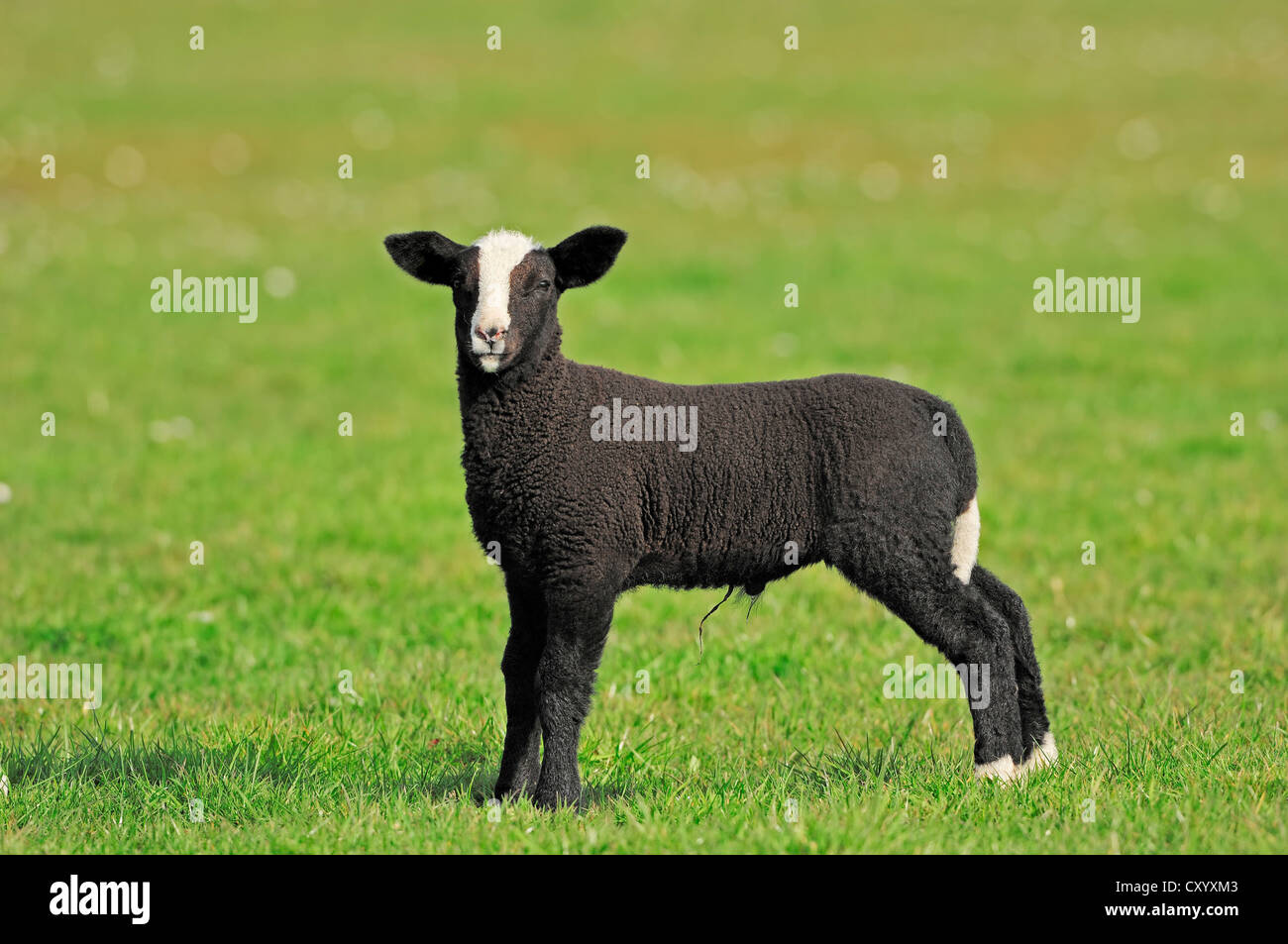 Zwartbles Sheep Domestic Sheep Ovis Orientalis Aries Lamb On A Pasture North Holland