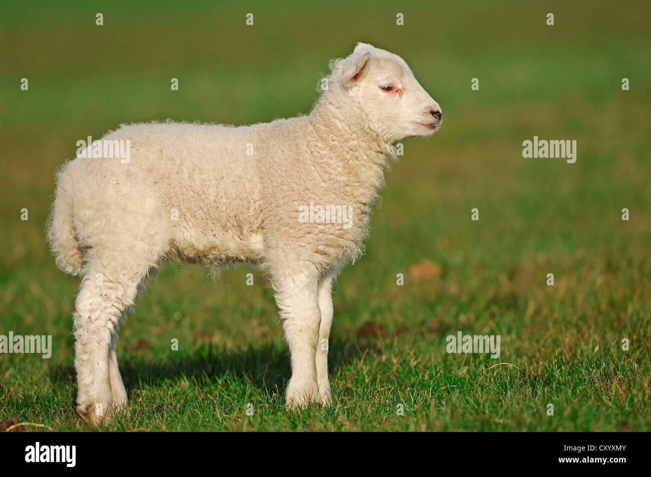 Domestic Sheep Ovis Orientalis Aries High Resolution Stock Photography ...