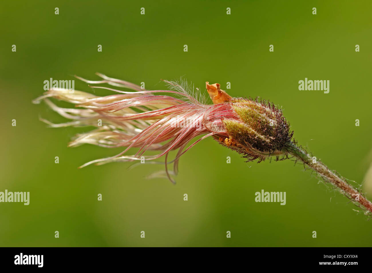 Mountain Avens, White Dryas or White Dryad (Dryas octopetala), seed ...