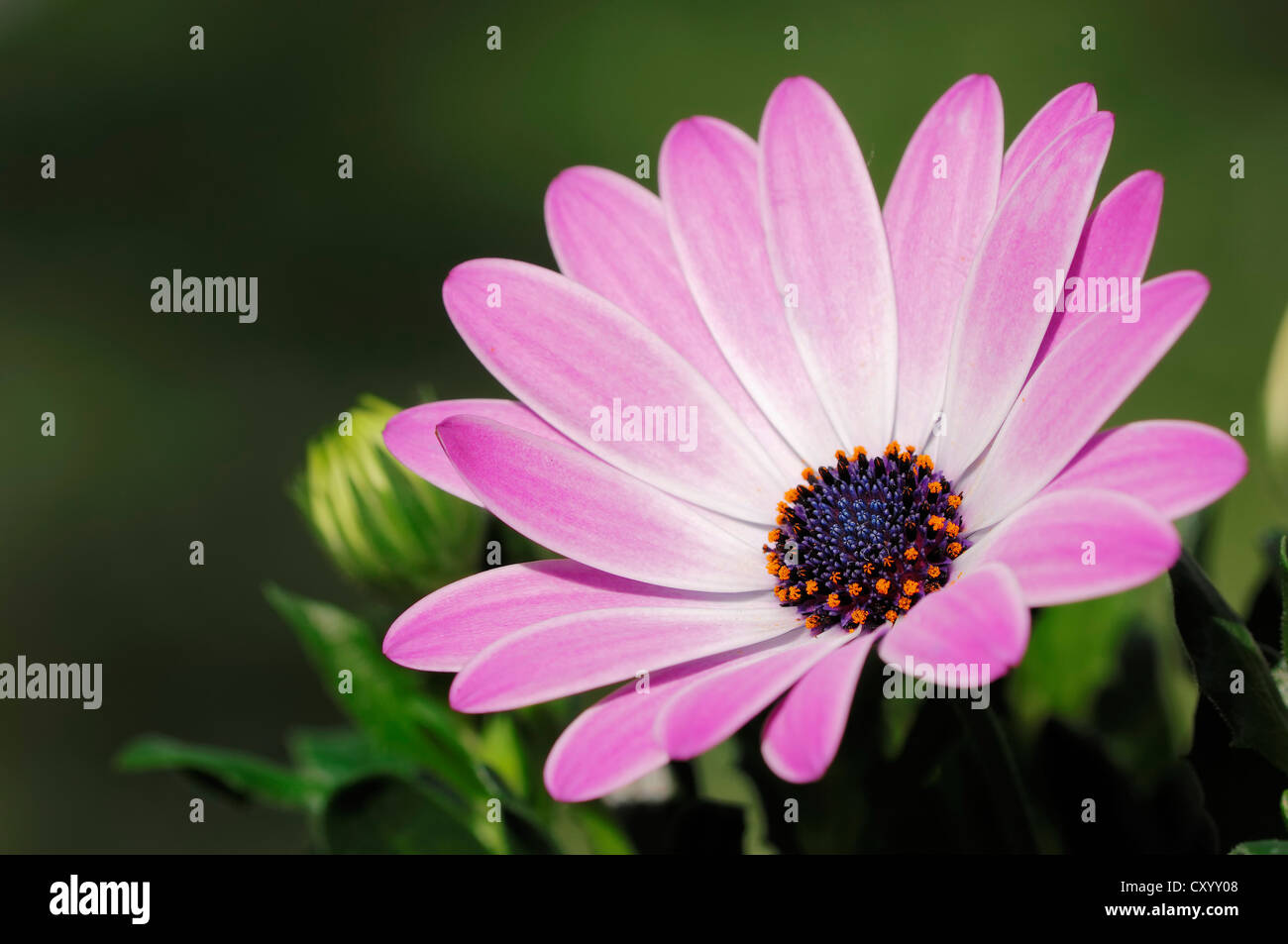 Cape Marguerite, Van Staden's River Daisy or Star of the Veldt ...