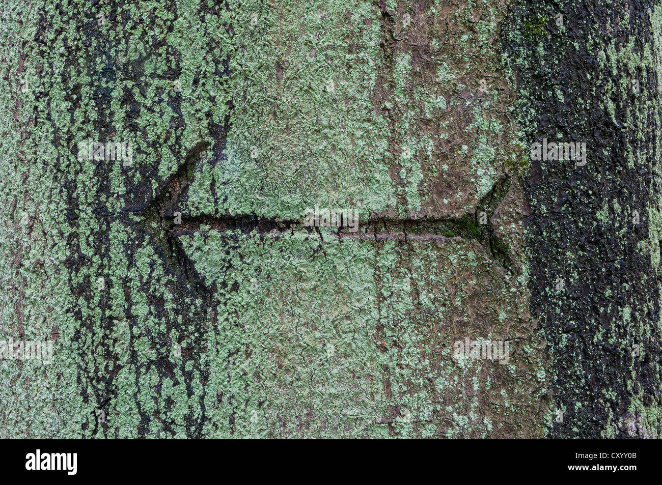 Directional arrow, old direction sign carved into the bark of a tree ...