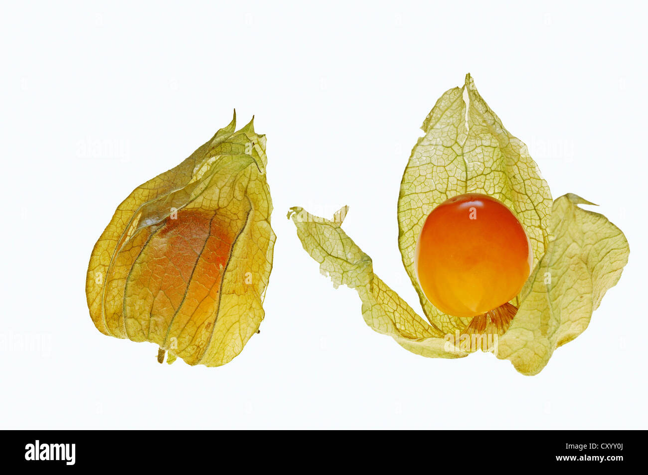 Goldenberry hi-res stock photography and images - Alamy