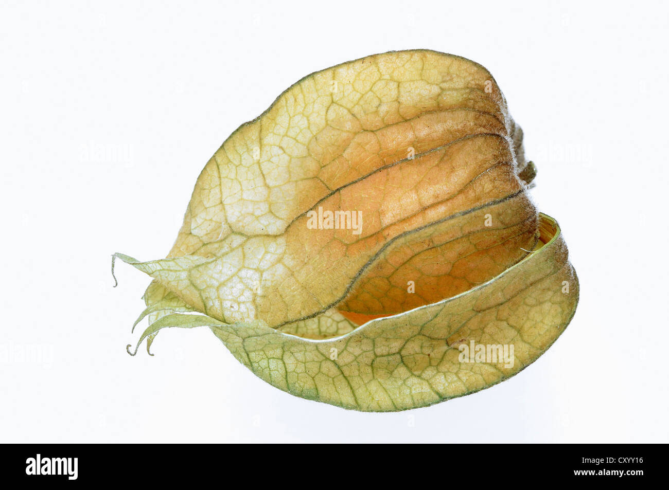 Goldenberry hi-res stock photography and images - Alamy